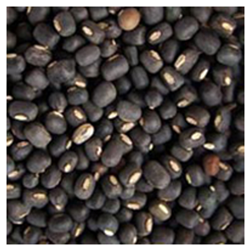 Grain Legume & Oil Crops Research and Development Centre (GLORDC ...
