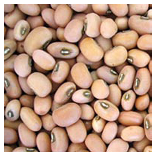 Field Crops Research and Development Institute (FCRDI), Mahailuppallama ...
