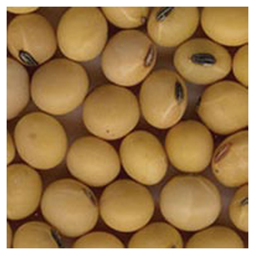 Grain Legume & Oil Crops Research and Development Centre (GLORDC ...