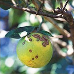 Fruit Crops-Jamanaran - E - Department of Agriculture Sri lanka