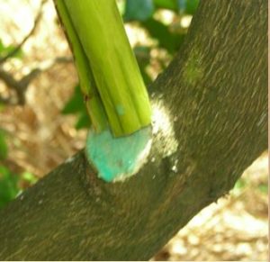 Fruit Crops-Jamanaran-S - Department of Agriculture Sri lanka