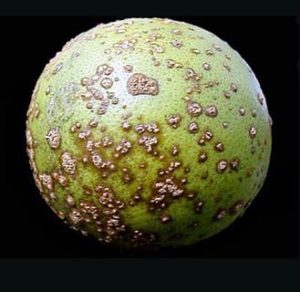 Fruit Crops-Jamanaran - E - Department of Agriculture Sri lanka
