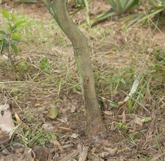 Fruit Crops-Jamanaran-S – Department of Agriculture Sri lanka