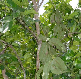 Fruit Crops-Jamanaran-S - Department of Agriculture Sri lanka