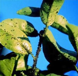 Fruit Crops-Jamanaran-S - Department of Agriculture Sri lanka