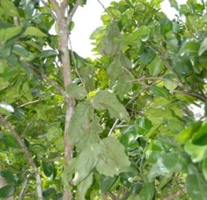 Fruit Crops-Jamanaran - E - Department of Agriculture Sri lanka