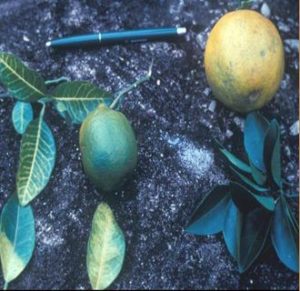 Fruit Crops-Jamanaran-S - Department of Agriculture Sri lanka
