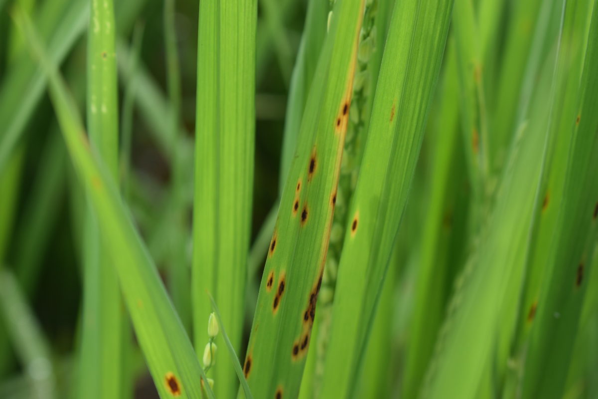 RRDI_ricediseases_BrownSpot - Department of Agriculture Sri lanka