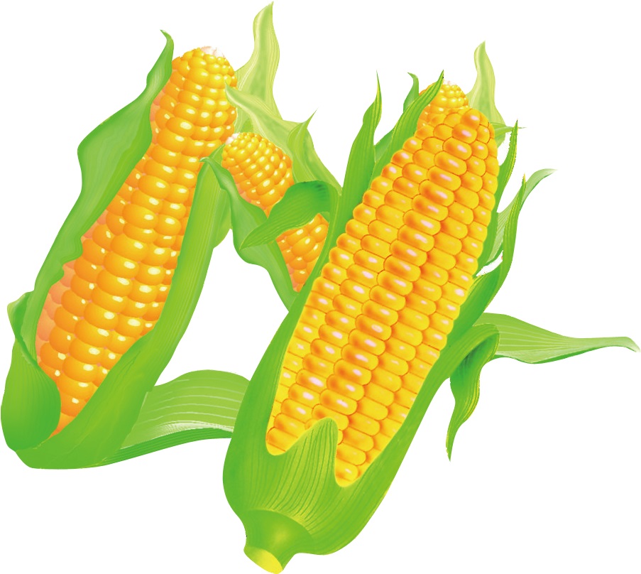 Field Crops Research and Development Institute (FCRDI), Mahailuppallama ...