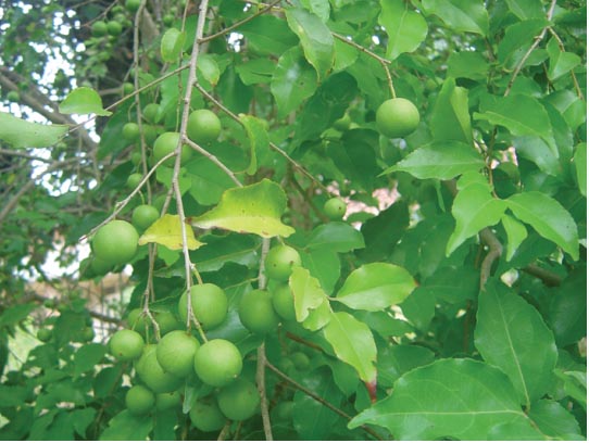 Fruit Crops - Uguressa-S - Department of Agriculture Sri lanka