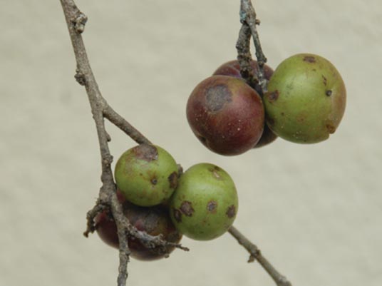 Fruit Crops - Uguressa-S - Department of Agriculture Sri lanka