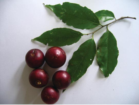 Fruit Crops - Uguressa-S - Department of Agriculture Sri lanka