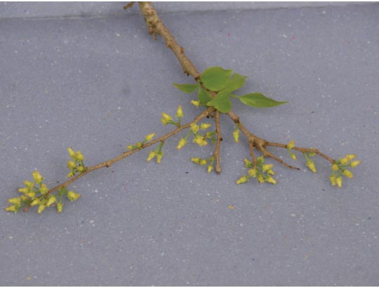 Fruit Crops - Uguressa-S - Department of Agriculture Sri lanka