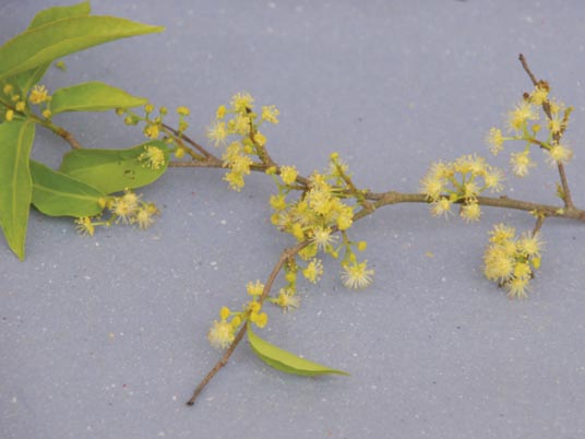 Fruit Crops - Uguressa-S - Department of Agriculture Sri lanka