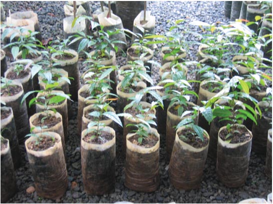 Fruit Crops - Uguressa-S - Department of Agriculture Sri lanka