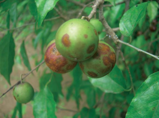 Fruit Crops - Uguressa-S - Department of Agriculture Sri lanka