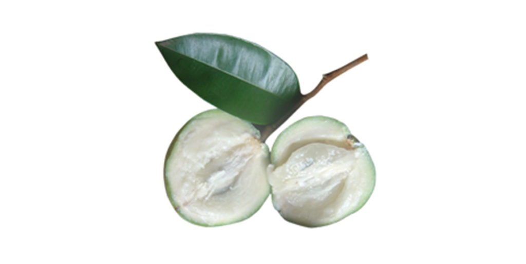 Fruit Crops – Caimito-Star apple-S – Department of Agriculture Sri lanka