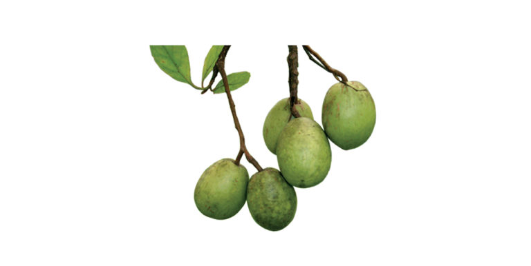 Fruit Crops - Ceylon-Olive-S - Department of Agriculture Sri lanka