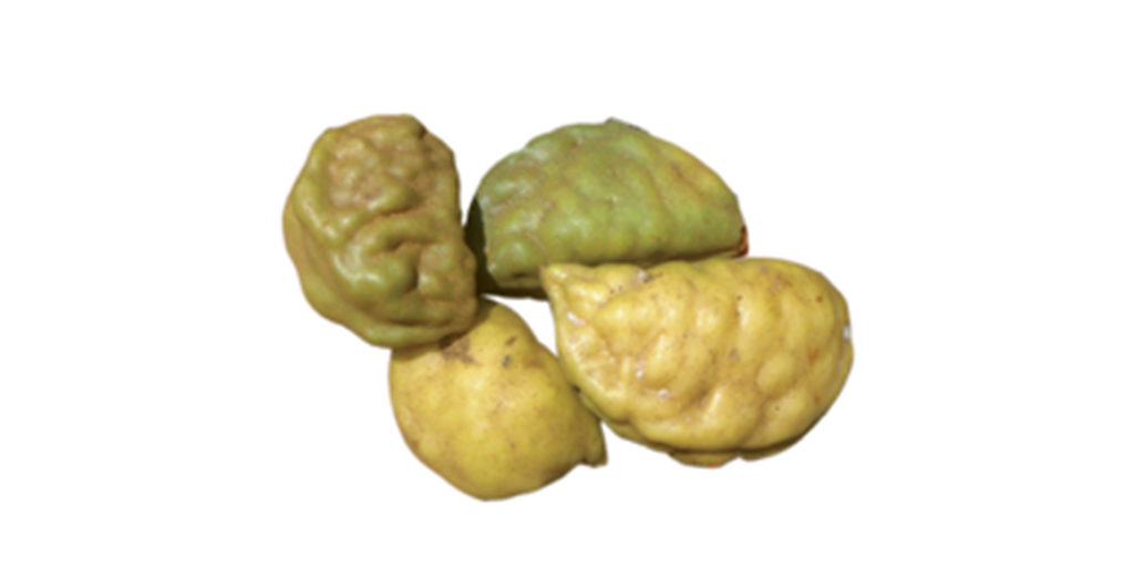 Fruit Crops – Namnam-S – Department of Agriculture Sri lanka