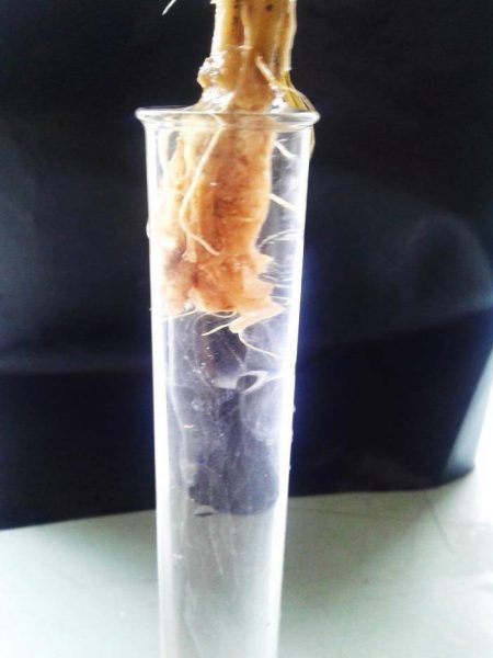 bacterial wilt2.png – Department of Agriculture Sri lanka