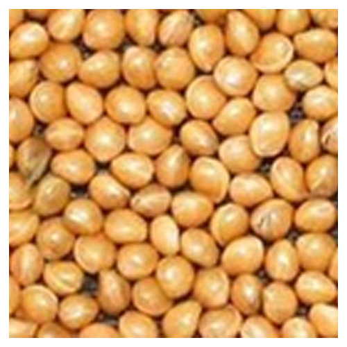Field Crops Research and Development Institute (FCRDI), Mahailuppallama ...