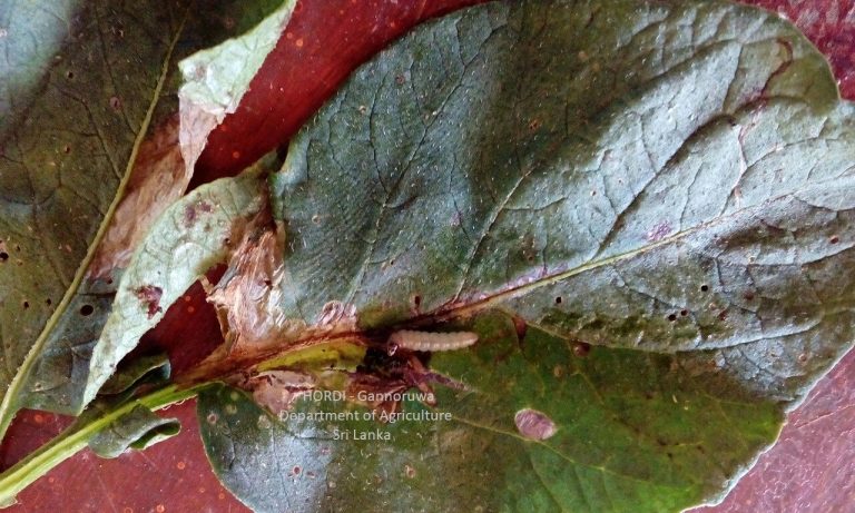 WM Larval Stage of Potato tuber moth – Department of Agriculture Sri lanka
