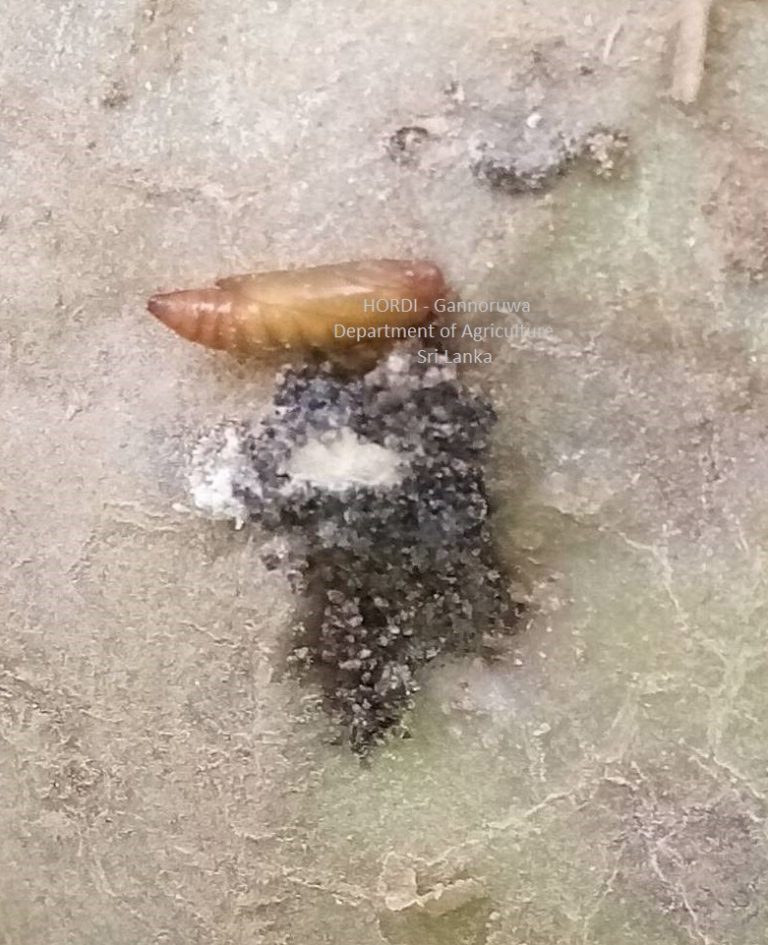 WM Pupal Stage of Potato Tuber moth – Department of Agriculture Sri lanka