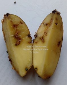 WM cross section of potato tuber with mines of the larvae of the potato ...