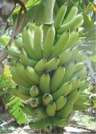 Fruit Crops – Banana-S – Department of Agriculture Sri lanka