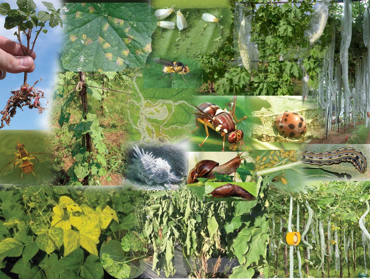 Gewathu Wagawa_2022- si - Department of Agriculture Sri lanka
